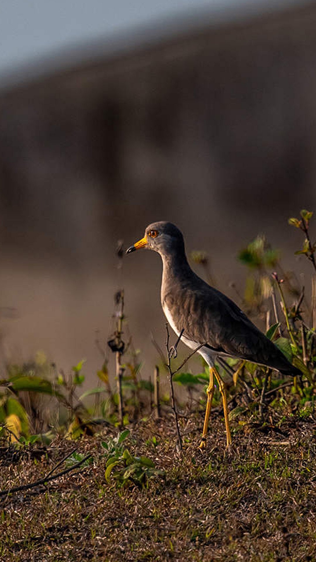 Migratory Birds of Assam