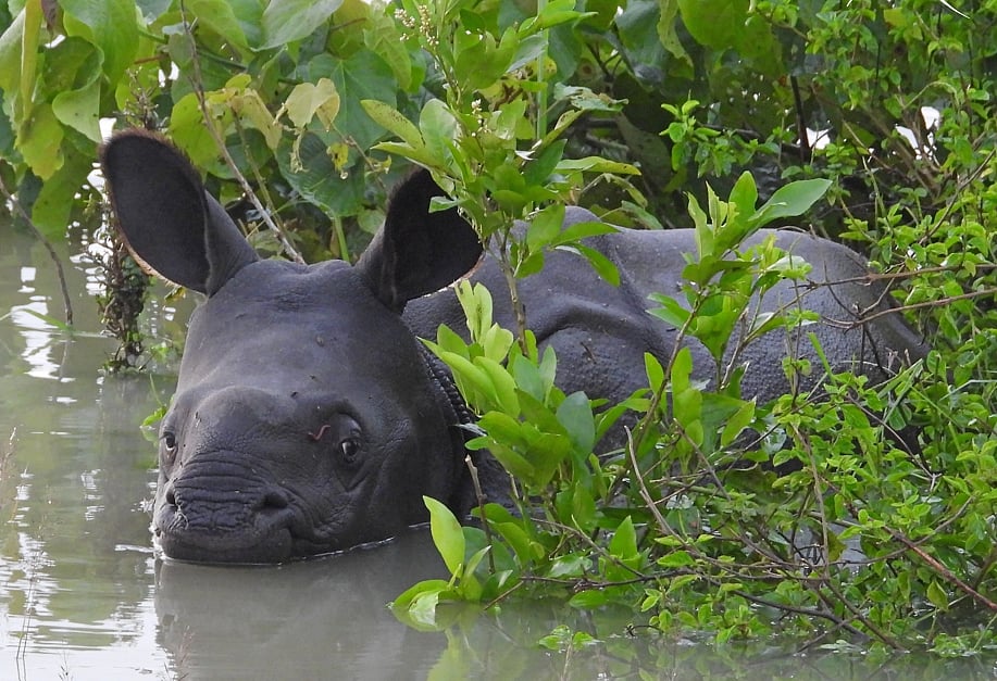 Assam: Kaziranga National Park using infrared sensor drone to ensure ...