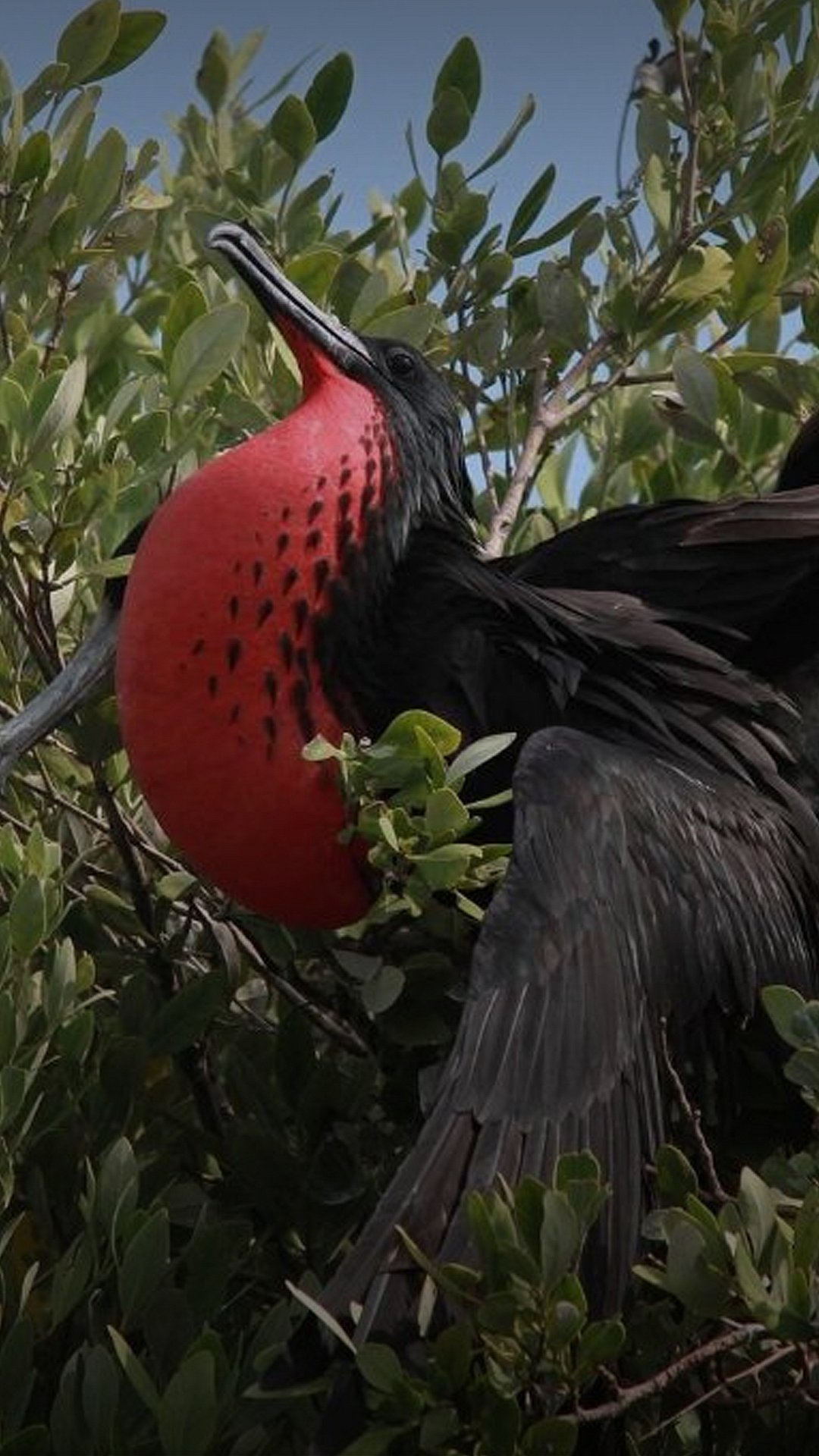 8 Strangest Birds On The Planet