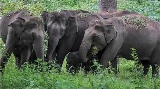 Respect and unity for Assam’s elephant conservation