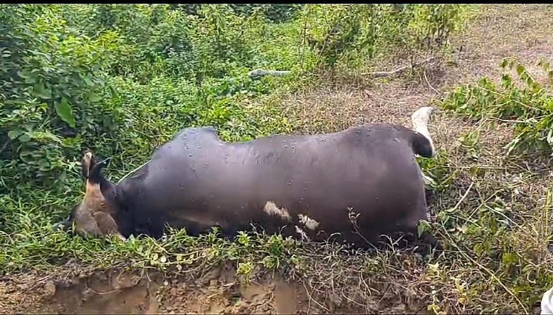 Indian Bison Found Dead in Nambor-Doigrung Sanctuary; Death Attributed ...
