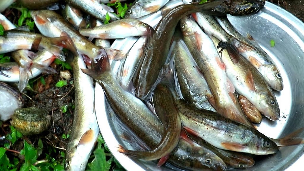 Assam Struggles To Fulfill Domestic Fish Demand Due To Understaffed ...