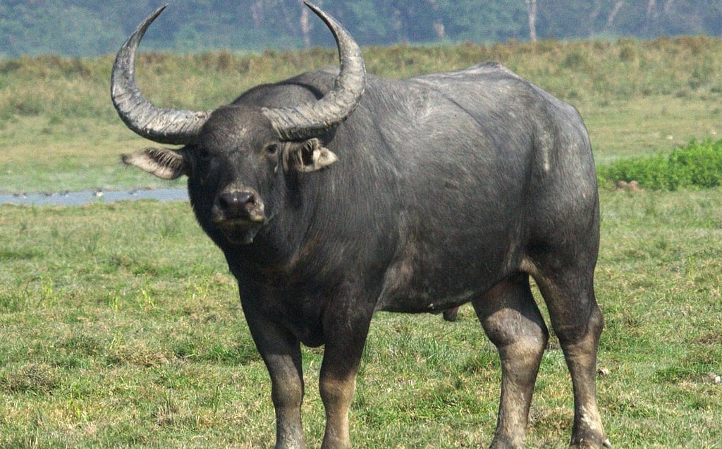 Assam: Two killed, three injured in wild buffalo attack in Tezpur