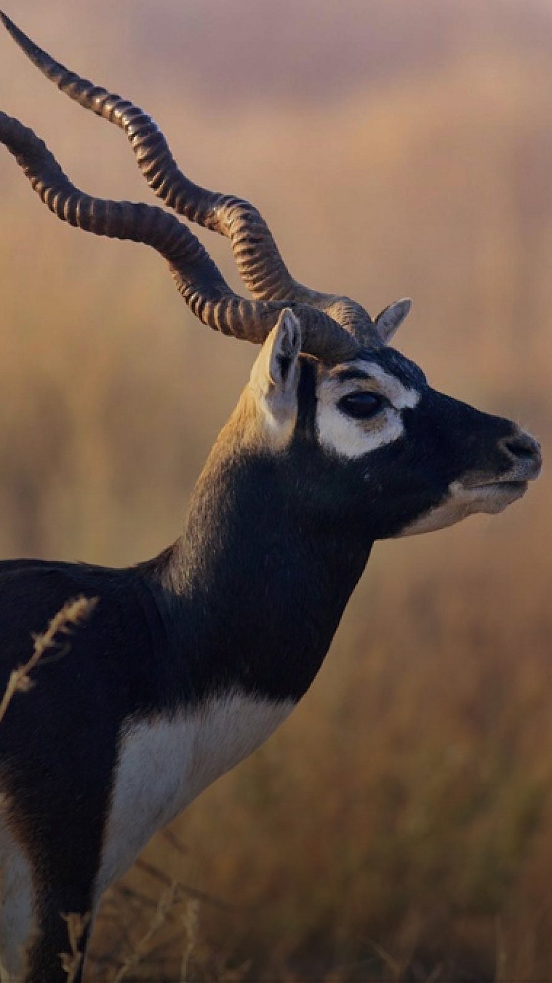 Why Blackbucks Are Sacred to the Bishnoi Community: Here's What You ...
