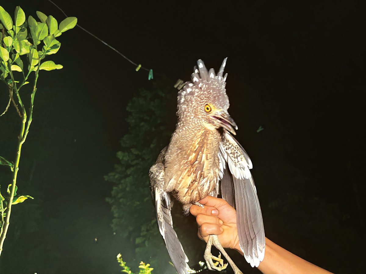 Tiger Bitterns Spotted at Jatinga After Nine Years Amid Mysterious Bird ...