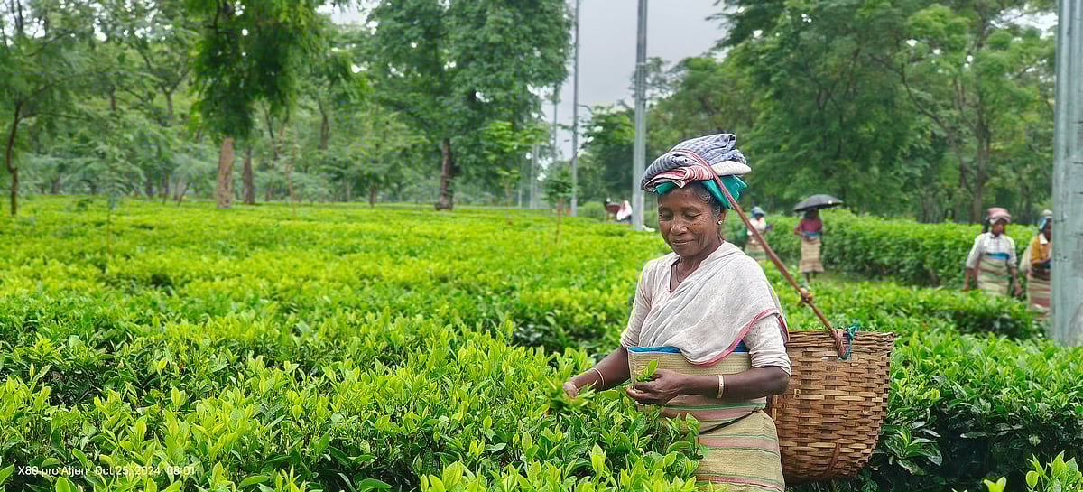 Hardships of Udalguri Tea Garden Workers: Sacrifices, Dreams Deferred ...