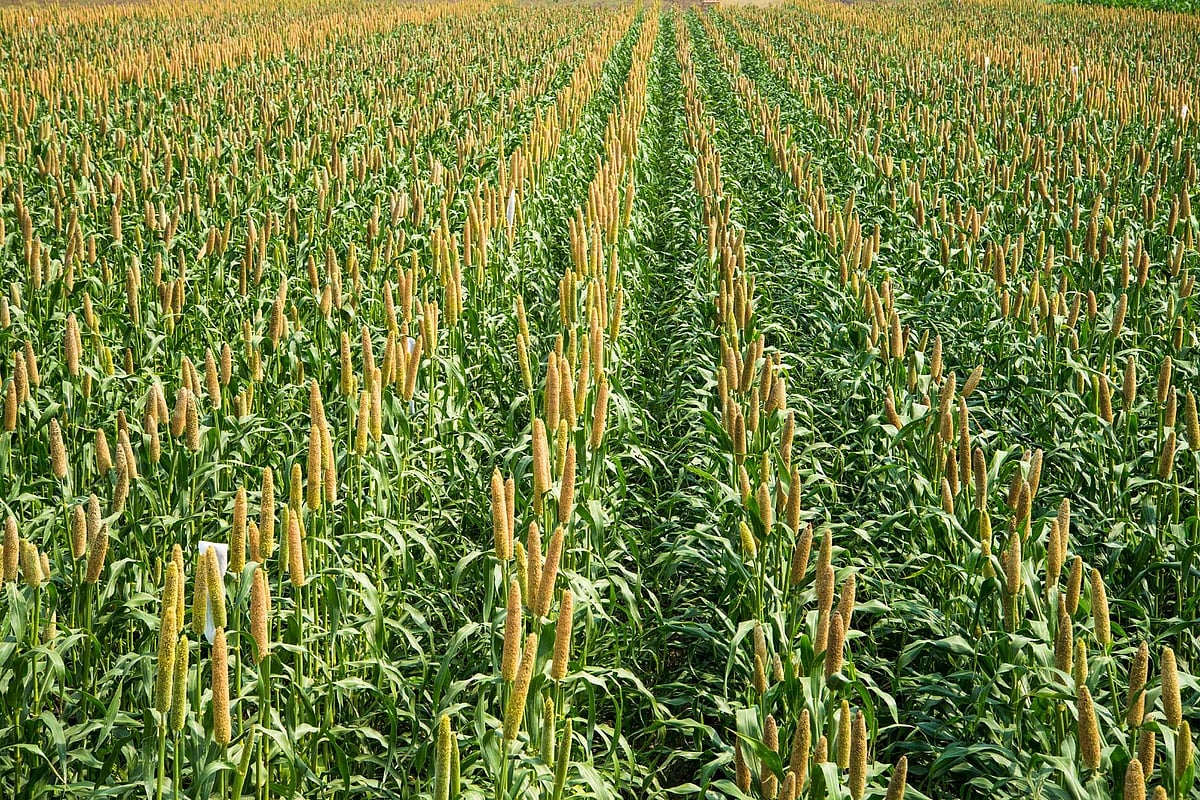 Manipur: Ukhrul Farmers Start Second Harvest Phase, Anticipate Surplus ...