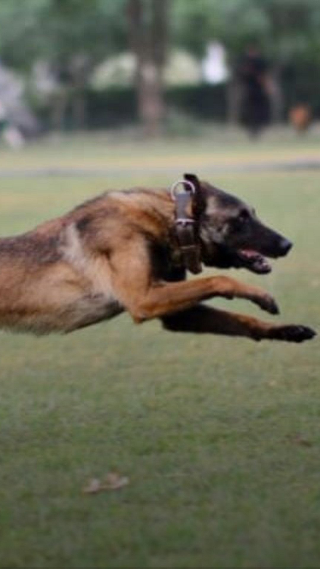 Indian Army Dog Phantom Dies Bravely in Line of Duty During Jammu Encounter