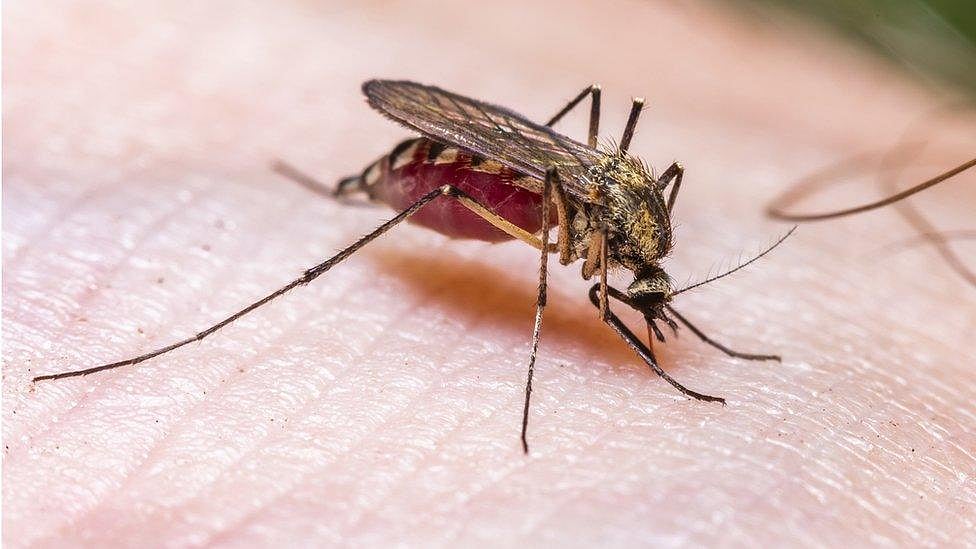 Assam: Udalguri DC reviews malaria situation in high-risk areas