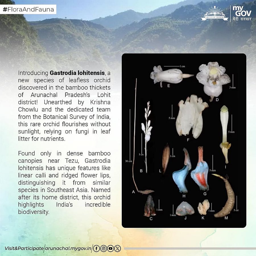 BSI Scientists Discover New Species of Orchid in Arunachal Pradesh