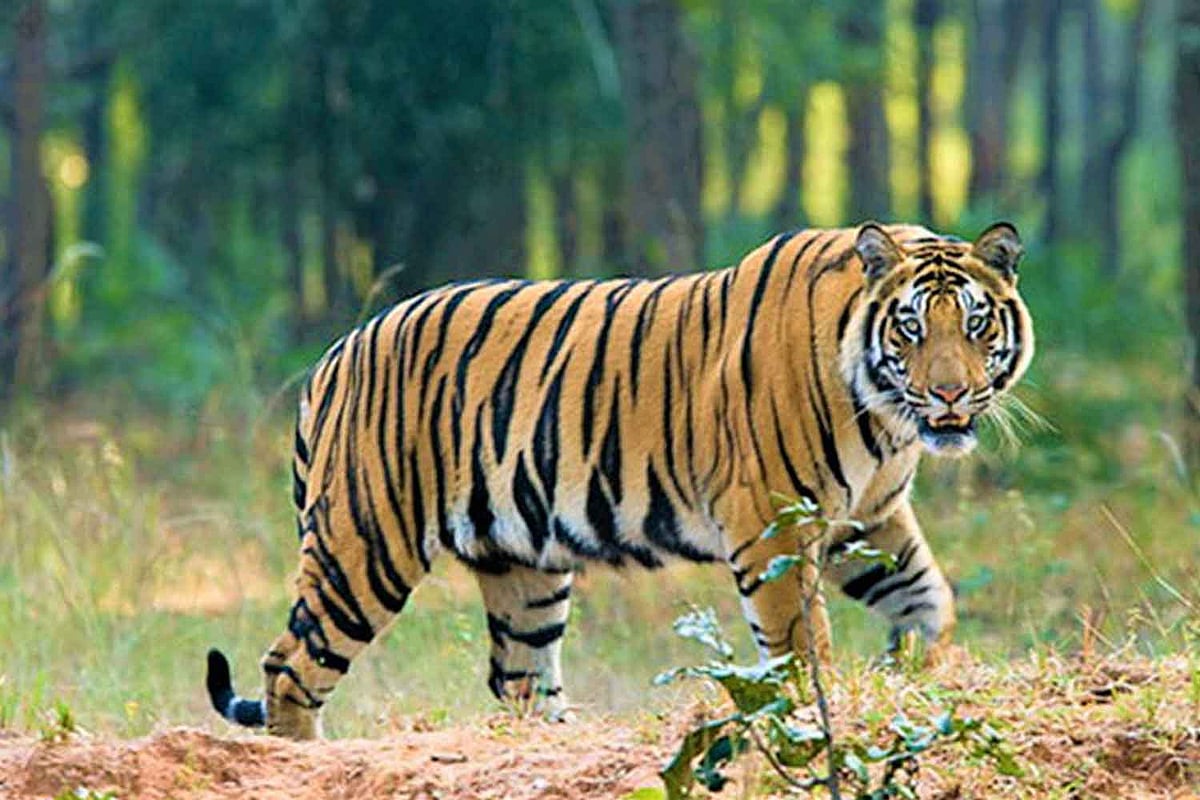 Assam: Tiger Population in Manas National Park Thrives Post-Conflict