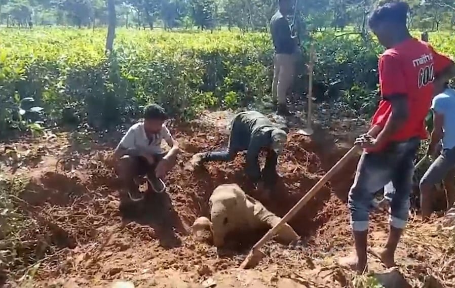 Assam: Forest Officials Rescue Elephant Calf Trapped In Tea Estate Pit ...