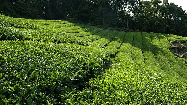 Assam Tea Exports Soar in 2025: Higher Prices and Increased Value