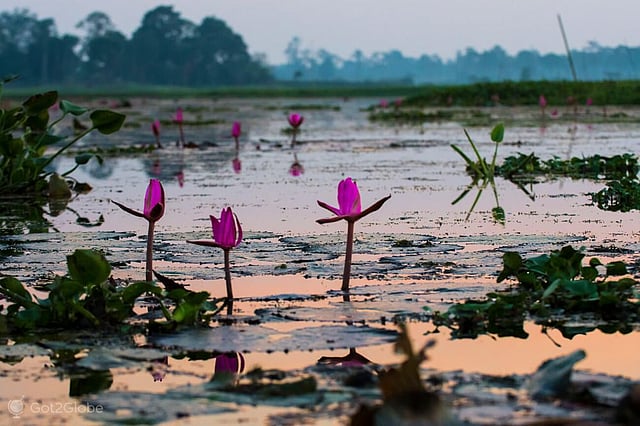 Assam: Paradise for migratory birds Maguri-Motapung beel in dire straits