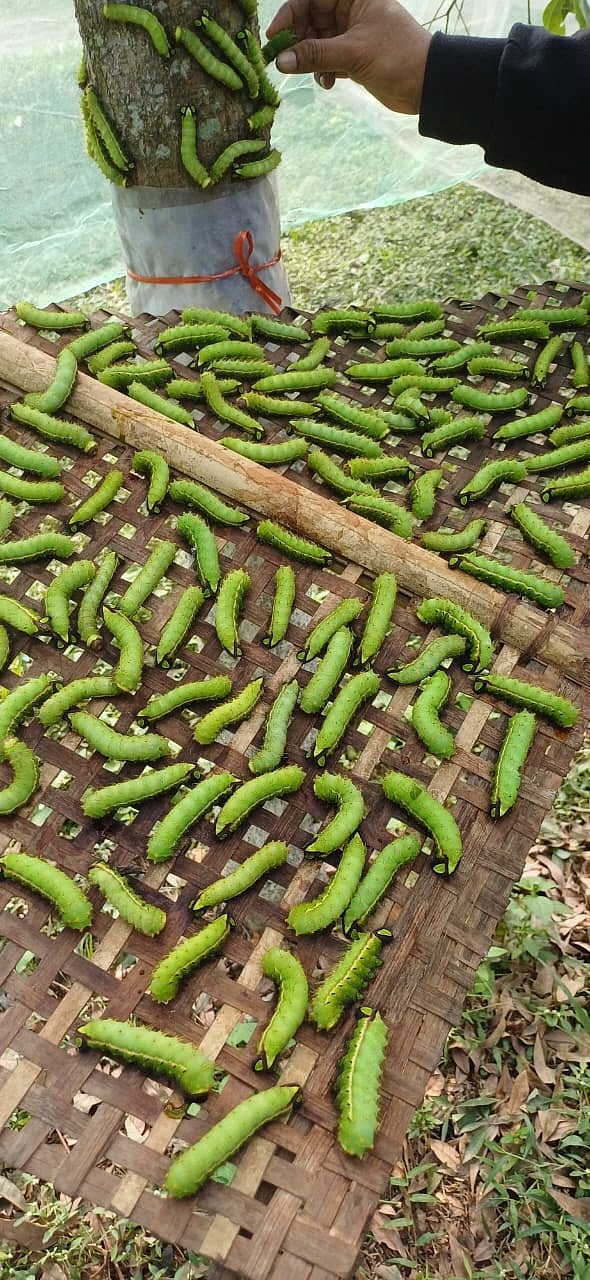Assam: Khanapara Muga Seed Farm Revives Hope with 20,000 Cocoons Amid ...