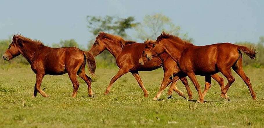 NGT impleads government on falling population of Assam feral horses