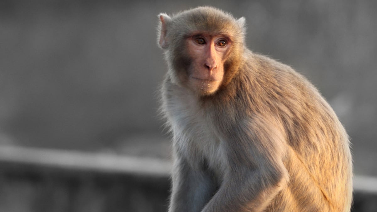 Assam: Demow Santipur Residents Panic as Monkeys Destroy Crops, Steal ...