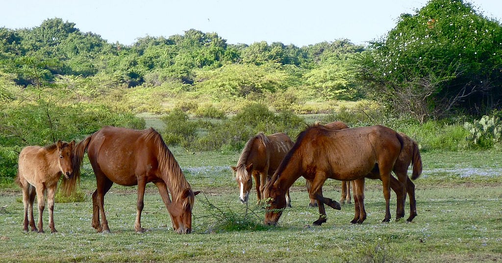 Assam Government Faces NGT Notice Over Concerns on Declining Feral ...