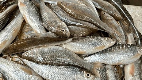 Assam: Morigaon Faces Fish Shortage as Local Supply Is Exported ...