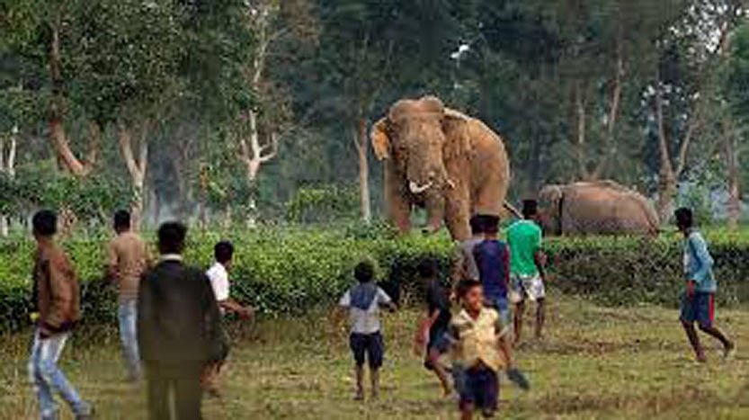 Elephant-Human Encounters in Assam