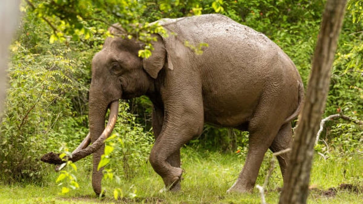 20 Captive Elephants from Arunachal Pradesh Relocated to Gujarat: PCCF