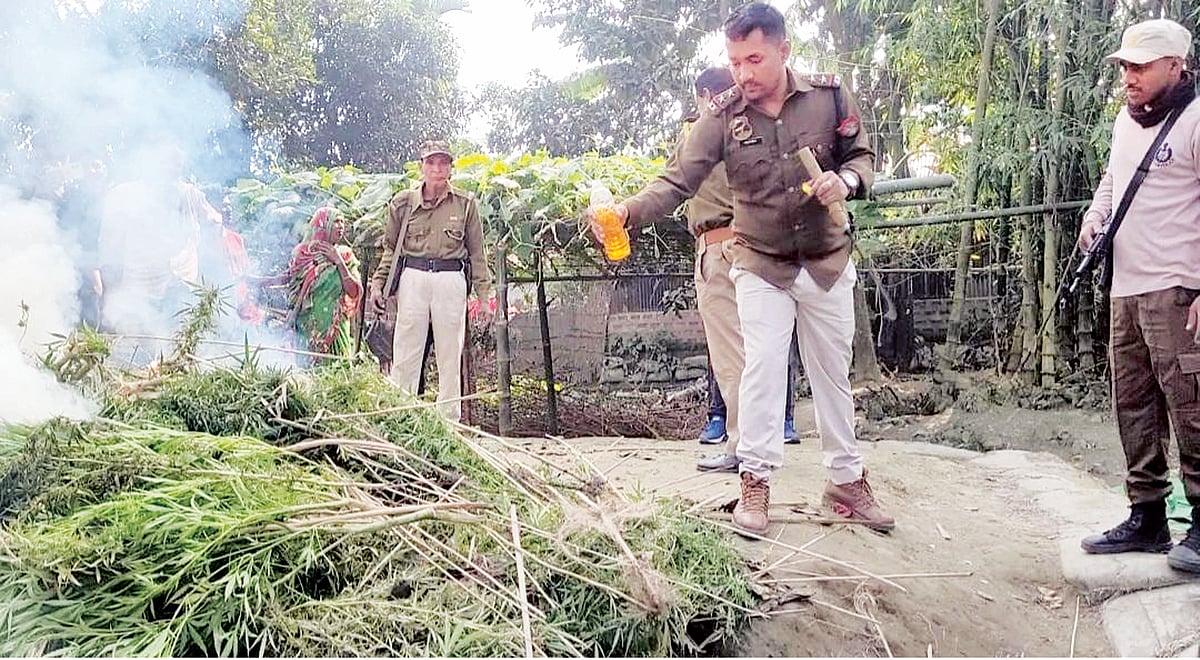 Assam: Police Destroy Illegal Cannabis Plants in Panikhaiti, Boko