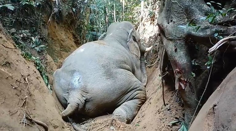 Wild elephant hit by speeding train in Tripura succumbs to injuries