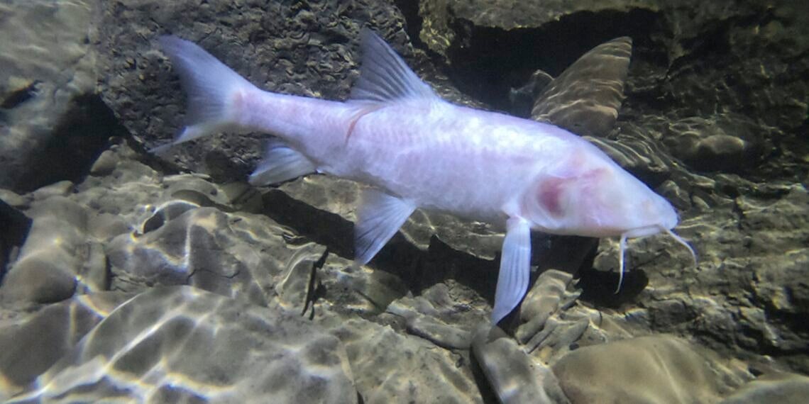 Meghalaya’s Largest Cavefish Wins ‘National Cave Animal Of The Year’ Title