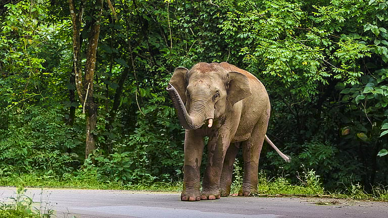 Human-Elephant Conflict Claims Another Life in Assam Border Village