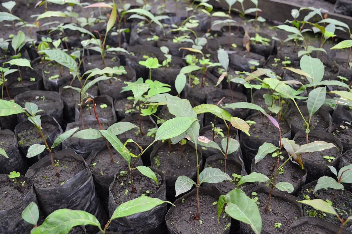 Ten thousand Mahogany tree saplings distributed in Doomdooma to Boost ...