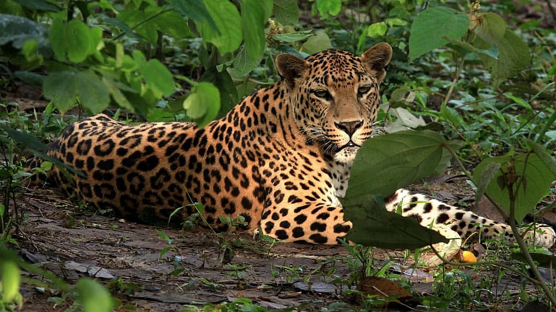 Guwahati: Leopard Attack Leaves Young Boy Injured In Maligaon