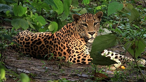 Assam: Leopard Attack in Dibrugarh's Kunhiabari Injures Two