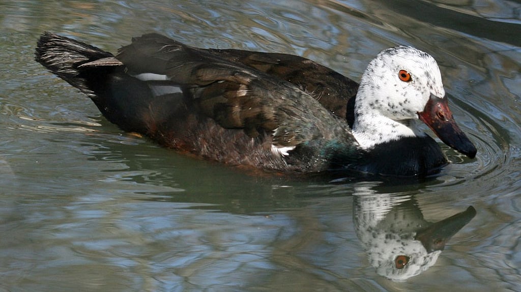 Assam: Rare White-Winged Ducks Spotted In Dehing Patkai National Park