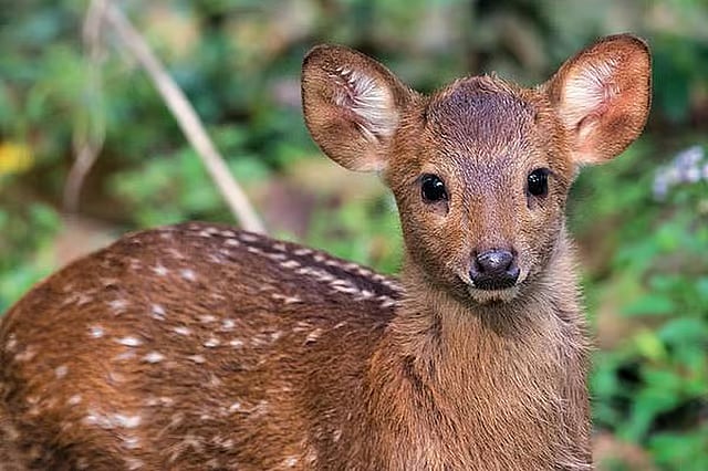 Assam: Deer rescued from Kalakati Village in Sootea