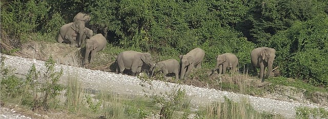 Chirang Reserve Forest Declared as Sikhna Jwhwlao National Park