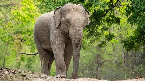 Assam: Woman critically injured in elephant attack in Golaghat