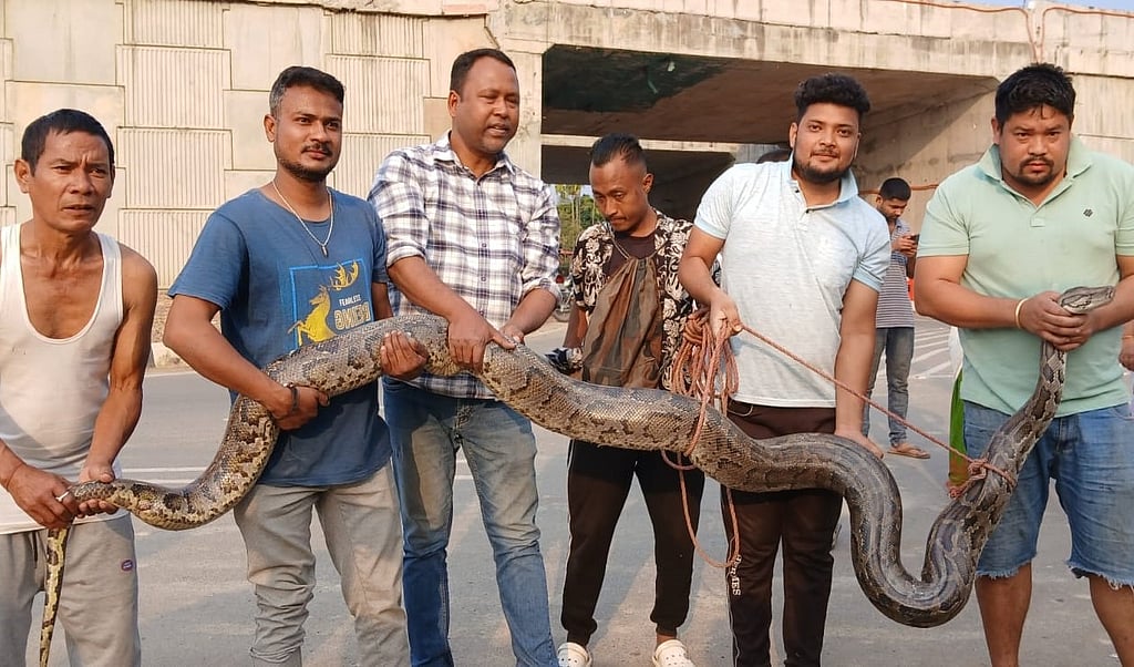 Assam: Huge python rescued in Numaligarh