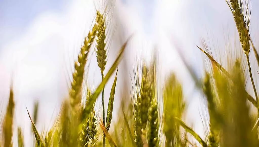 Assam: Krishak Mela 2025 organized in Morigaon District