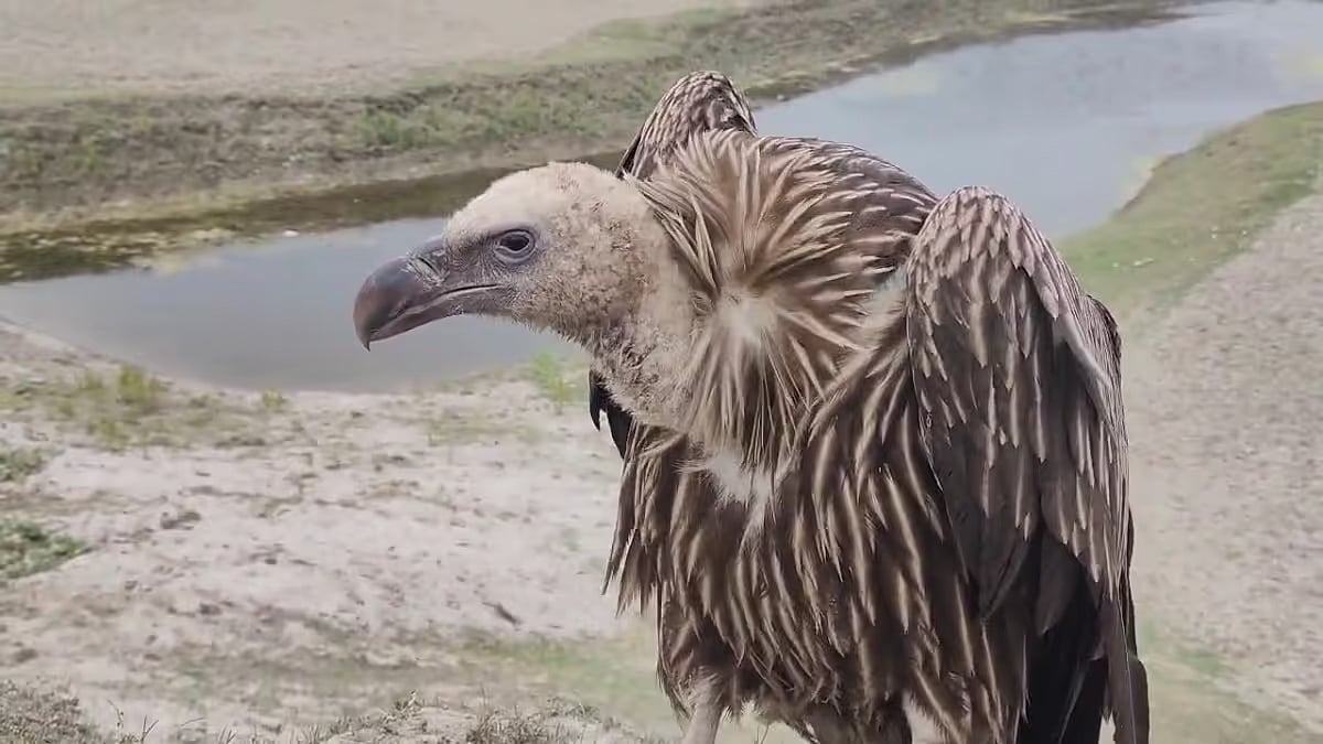 Assam: Rare Himalayan Griffon Vulture Found In Distressed Condition In Dhubri