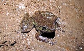 Meghalaya: Unique Breeding Habits of High-Altitude Frog Discovered