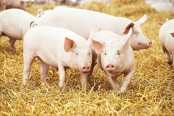 Over 510 Pigs Killed Due To African Swine Fever In Mizoram