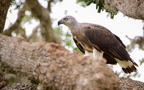 Assam: Endangered Eagle From Mongolia Returns To Kaziranga For Fifth ...