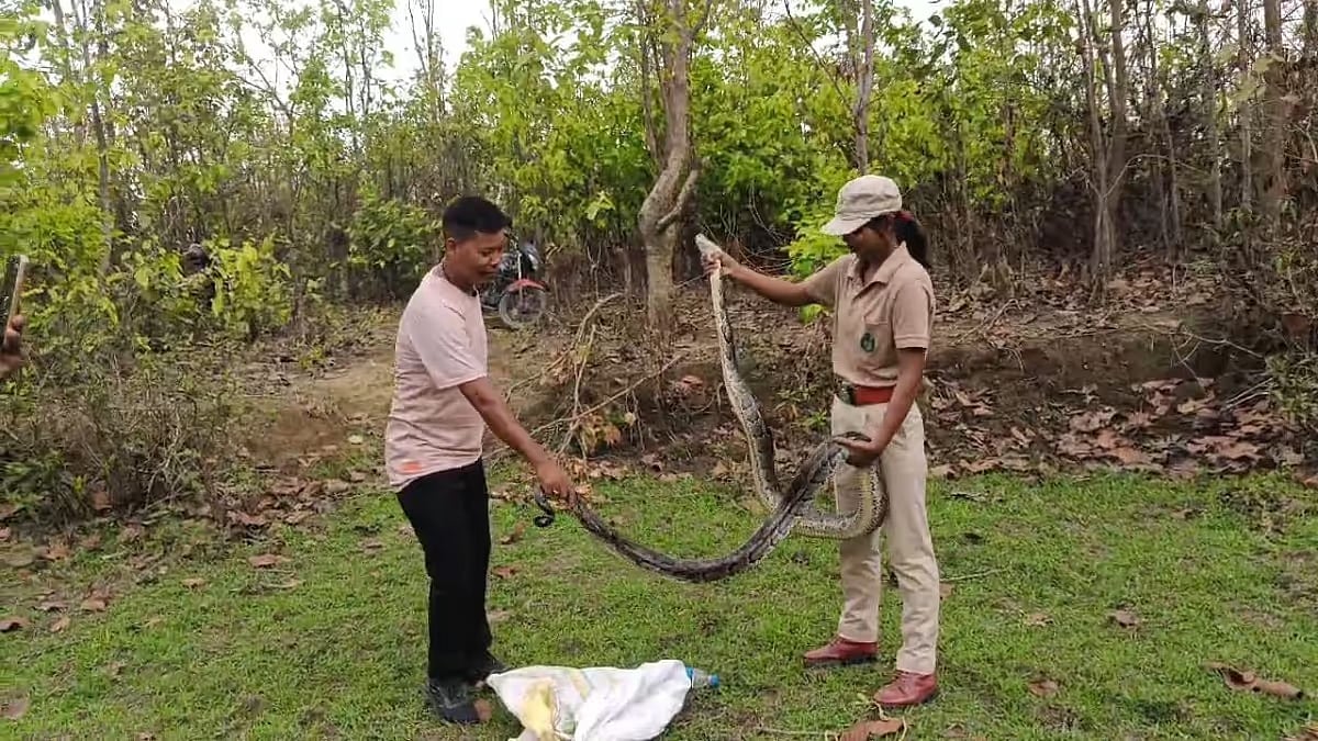 Assam: Village headman hands over python rescued in Boko