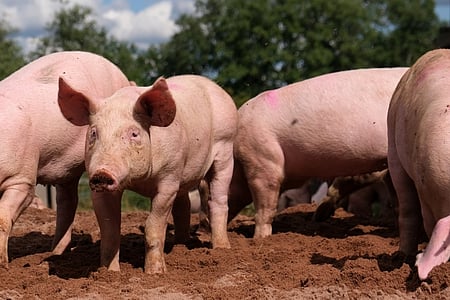 Over 3,050 pigs killed due to African swine fever in Mizoram