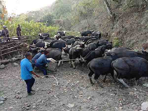 Arunachal: Awareness programme promotes semi-intensive mithun farming