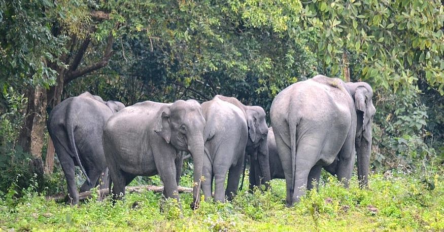 Assam: Poachers kill three elephants in Manas National Park