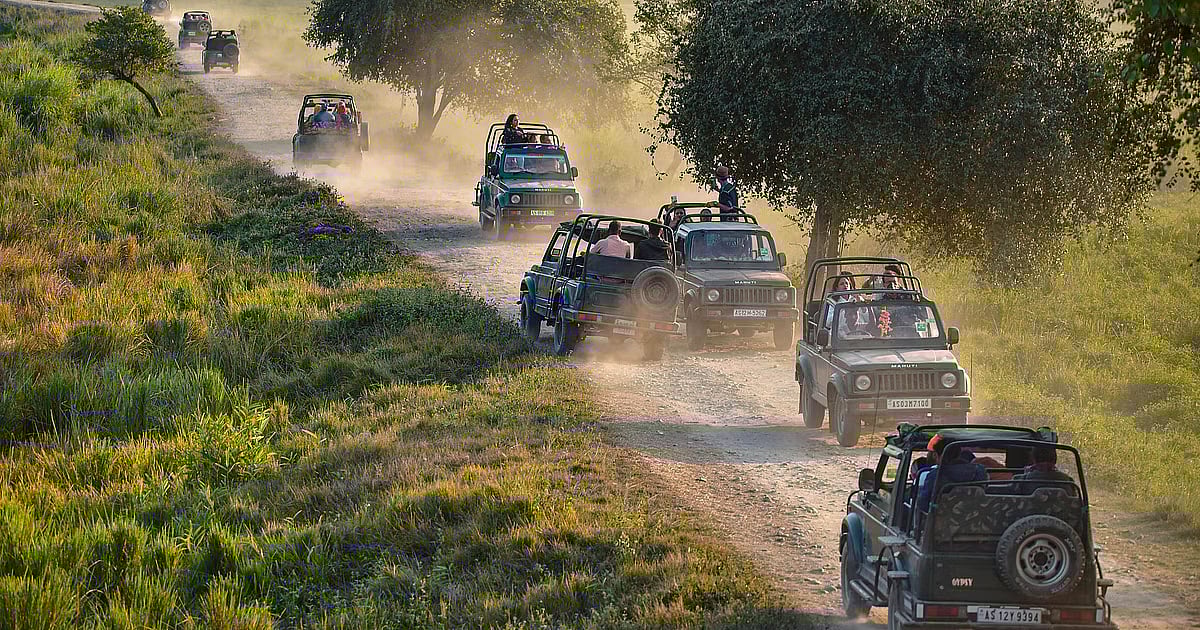 Assam: Jeep safari in Kaziranga to be stopped from May 19