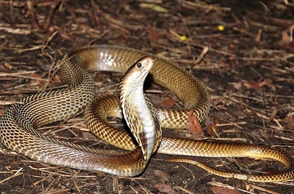 Human antibodies neutralize neurotoxins of 19 deadliest snakes