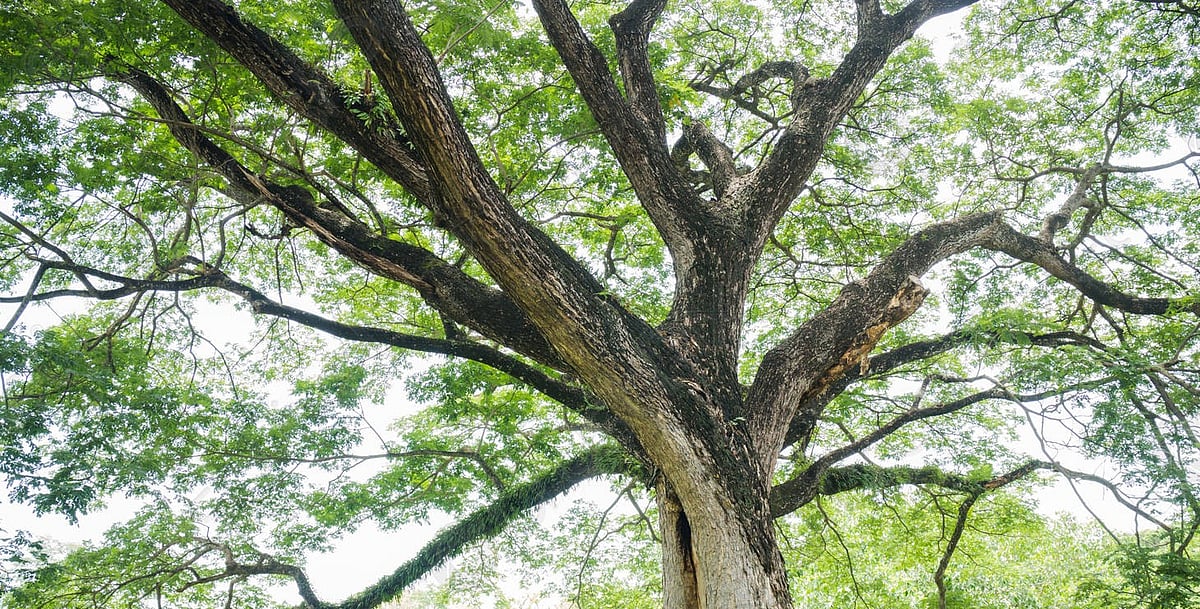 Assam's GNB Road Flyover: 76 of 77 Translocated Trees Survive