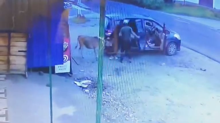 CCTV Footage Shows Luxury Vehicles Used in Dibrugarh Cattle Thefts